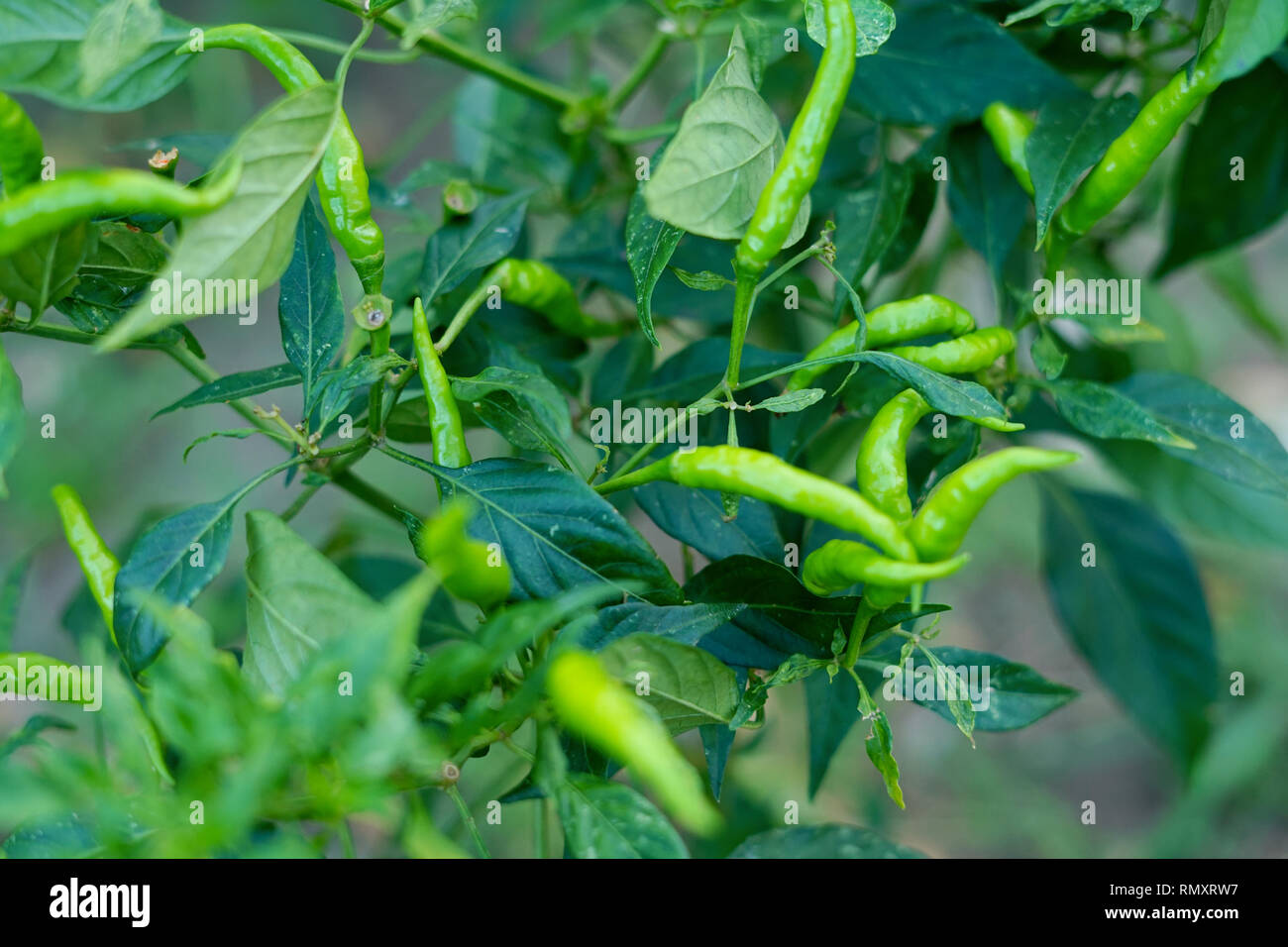 Organic Green peppers in a vegetable garden Stock Photo - Alamy