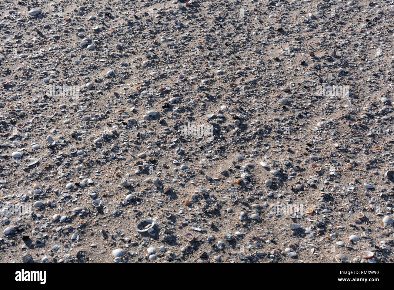 Nautilus rotterdam hi-res stock photography and images - Alamy