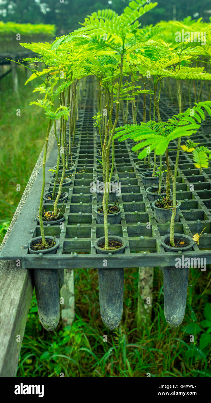 forest plant seedling in the nursery. agricultural, environmental and ...