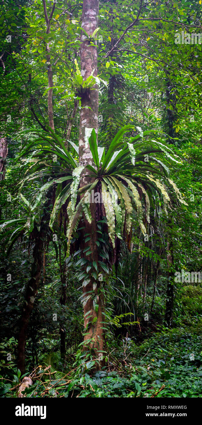 bird nest fern attached on the tree in the forest Stock Photo - Alamy