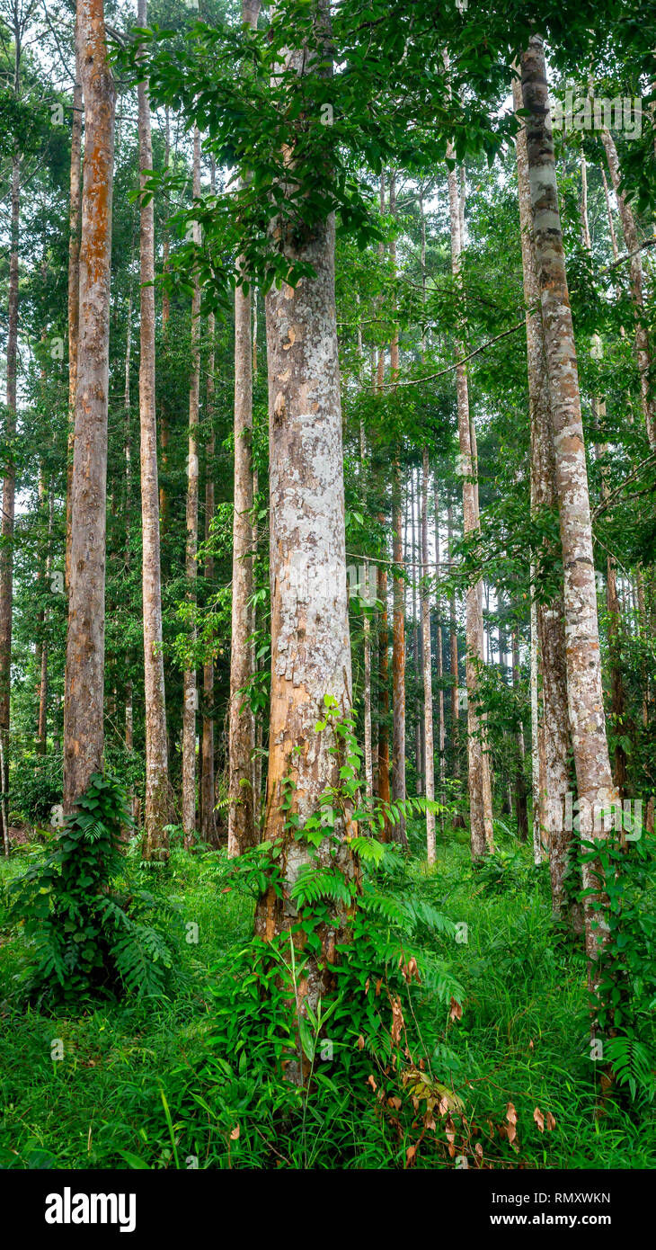 trees in the forest Stock Photo - Alamy