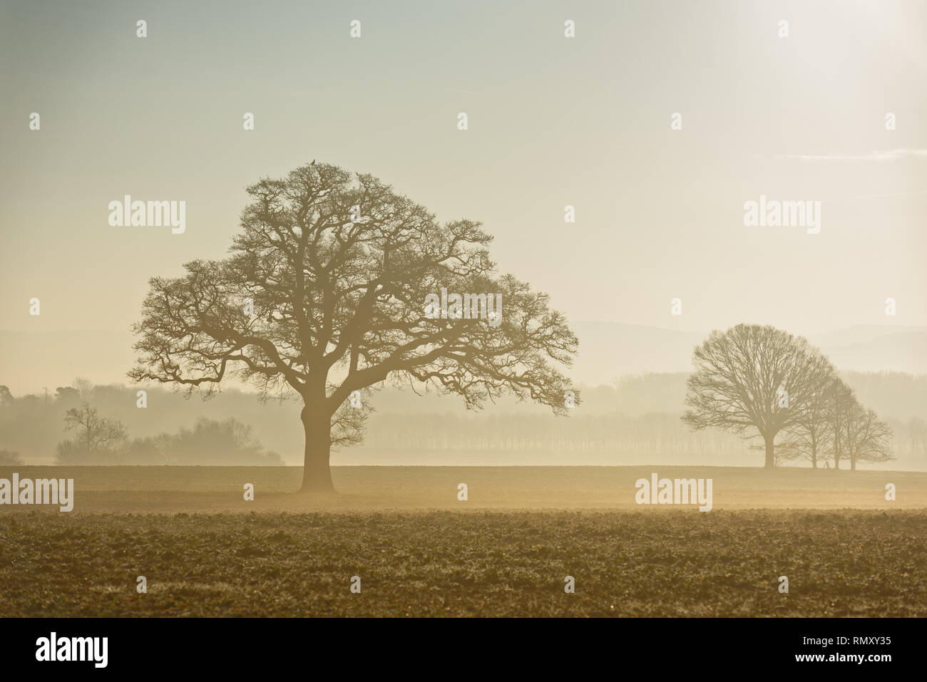 Beautiful perspective of trees, empty field with morning mist at ...