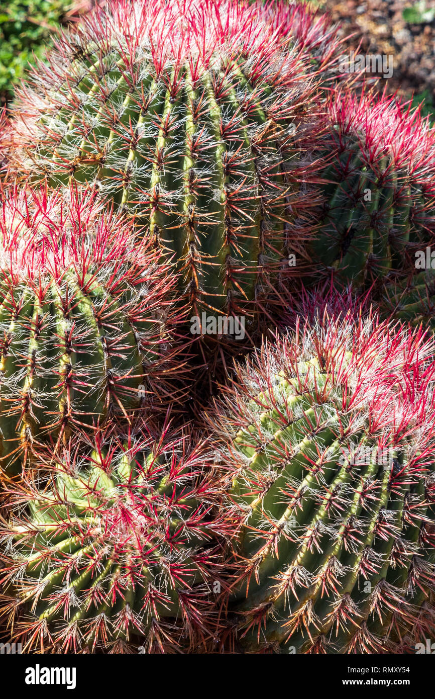 Cactus collection growing in a botanical garden Stock Photo - Alamy