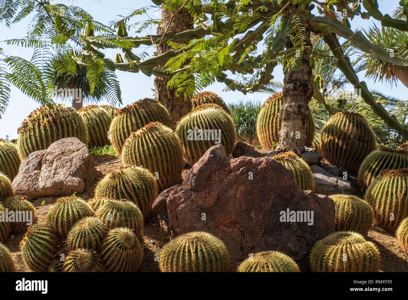 Cactus collection growing in a botanical garden Stock Photo - Alamy