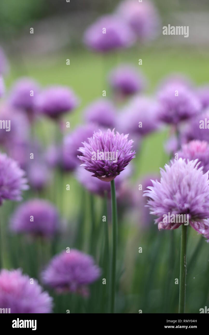 Purple chive flowers Stock Photo - Alamy