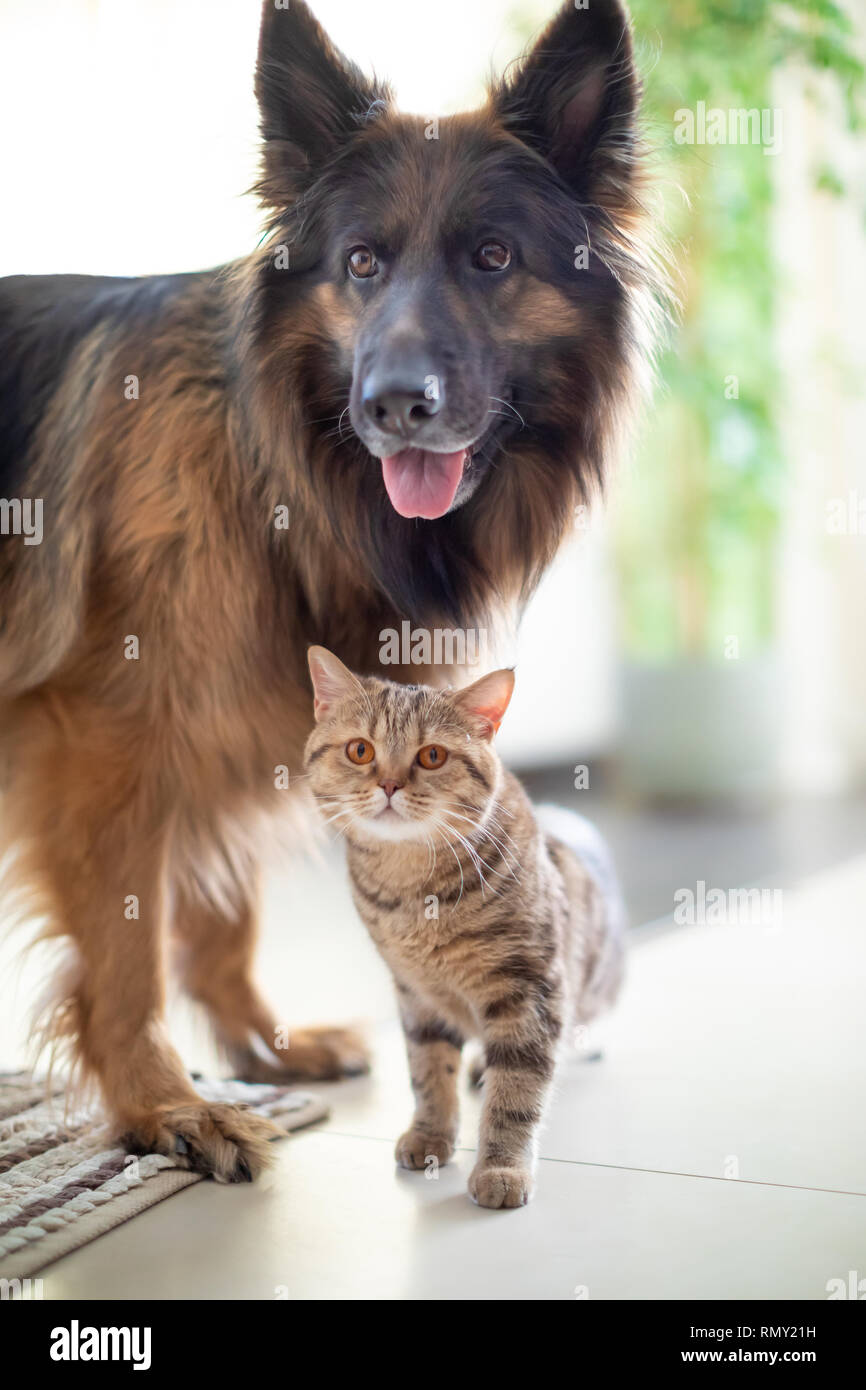 Cat and dog living together. Friendship between animals Stock Photo - Alamy