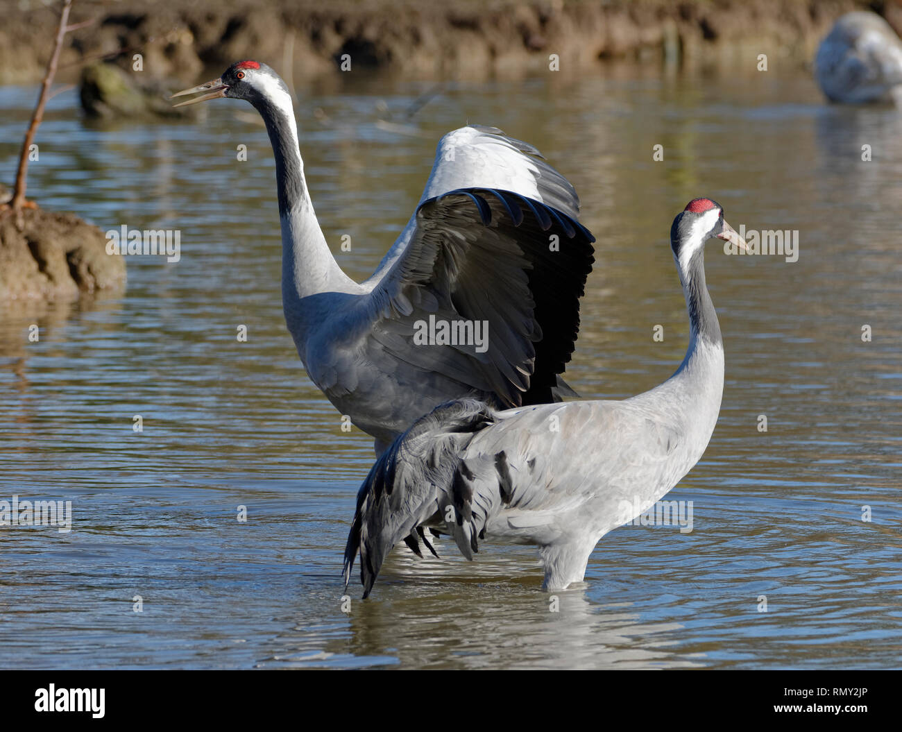 Common Crane - Grus grus Pair wings open Stock Photo - Alamy