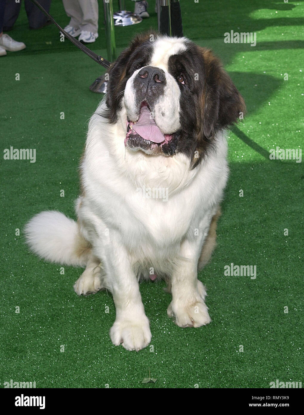 Beethoven film hi-res stock photography and images - Alamy