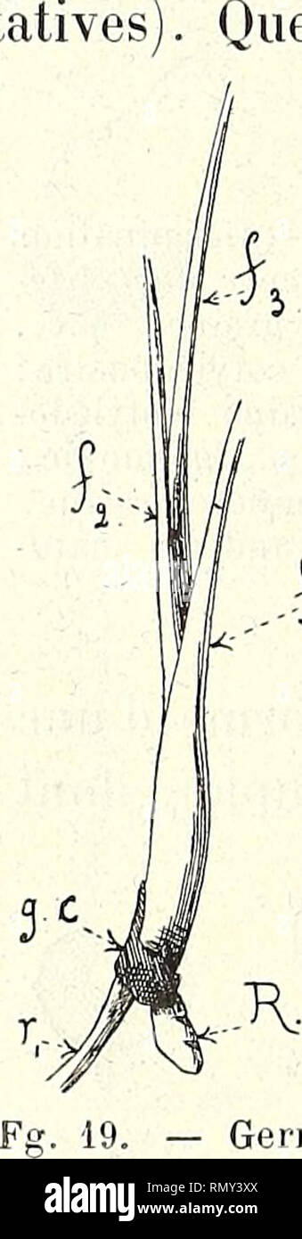 Radicelle hi-res stock photography and images - Alamy