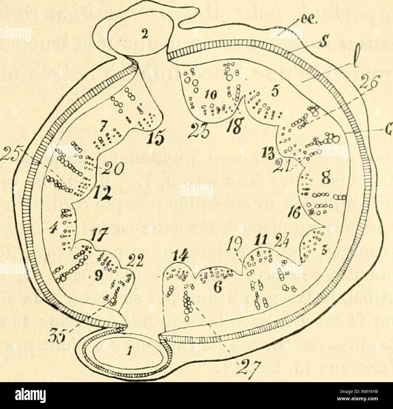 Tige ligneuse hi-res stock photography and images - Alamy