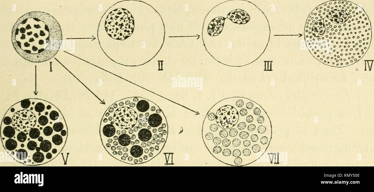 Cellule adipeuse hi-res stock photography and images - Alamy