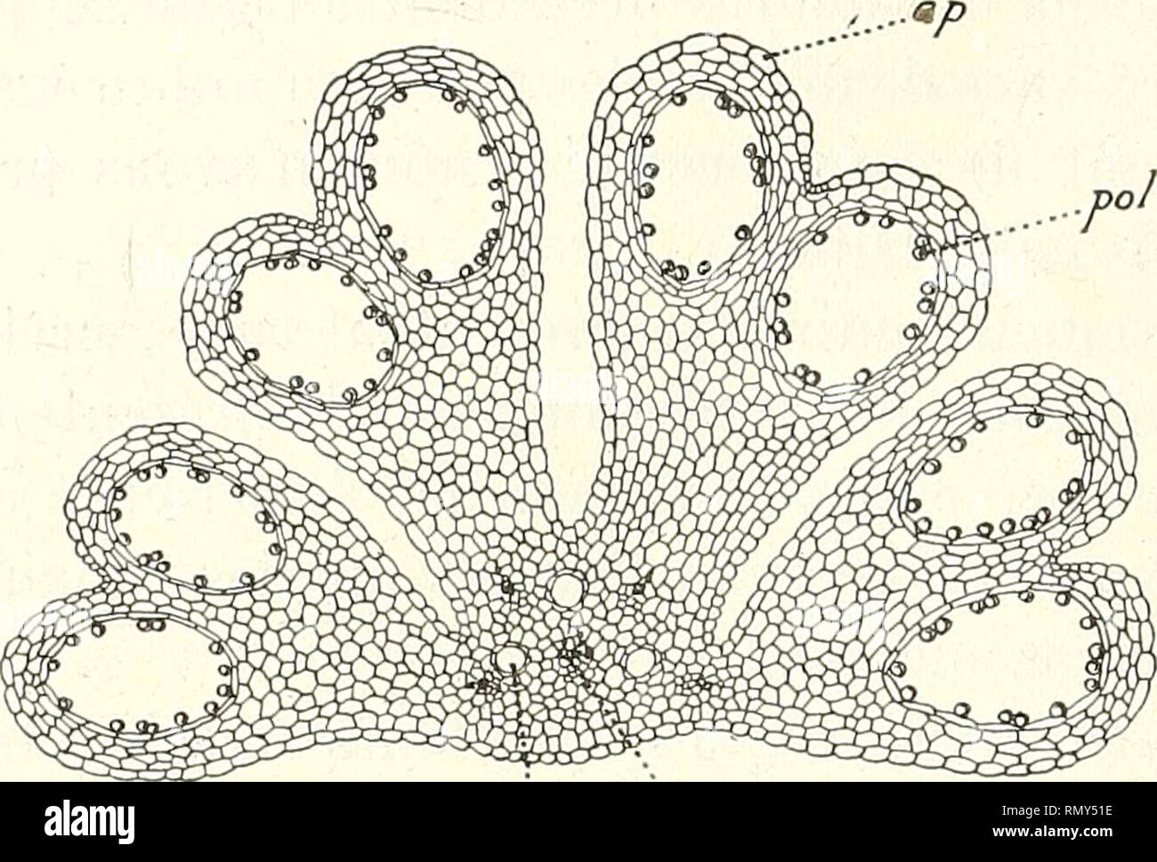 Anatomie florale hi-res stock photography and images - Alamy