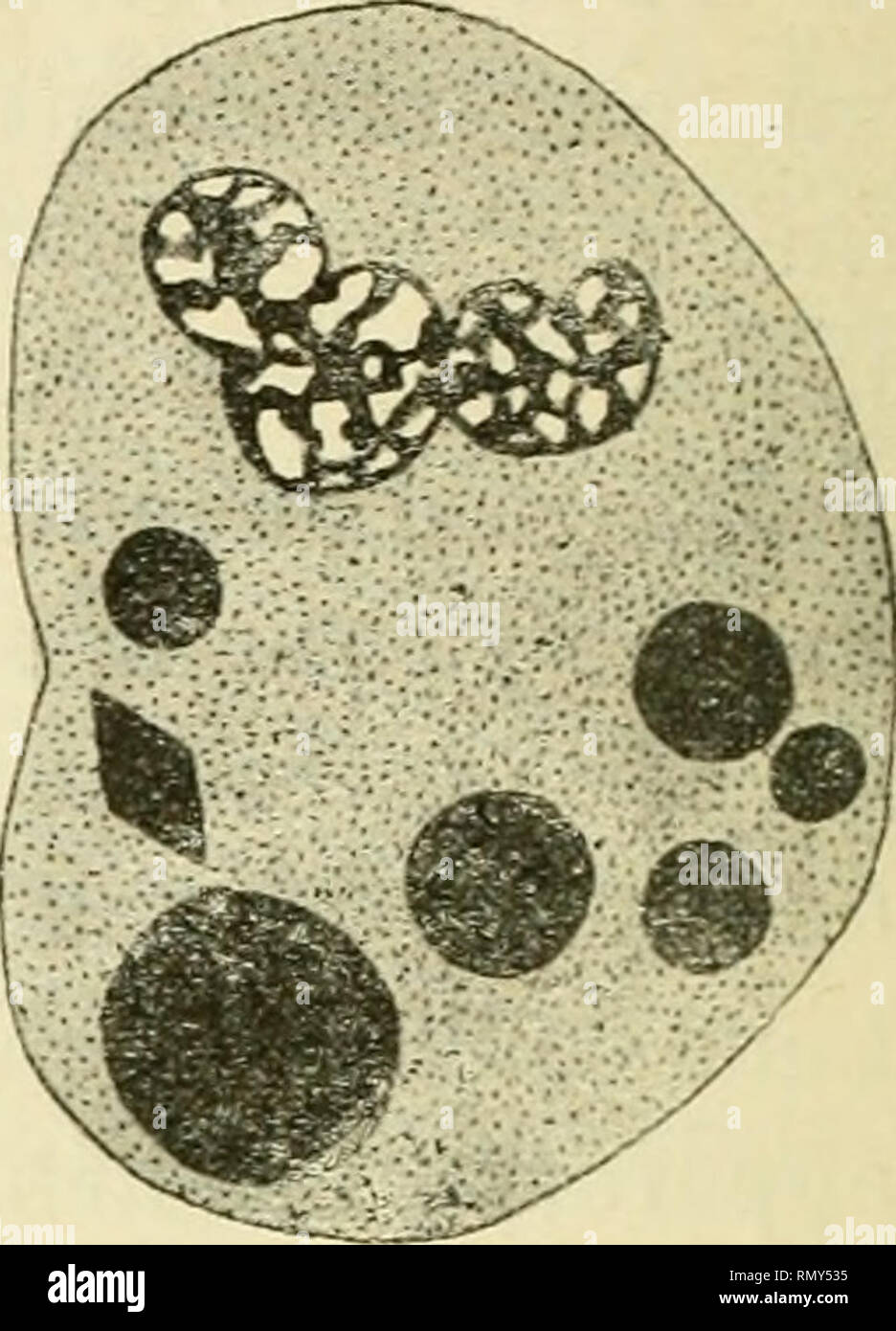 Hematie hi-res stock photography and images - Alamy