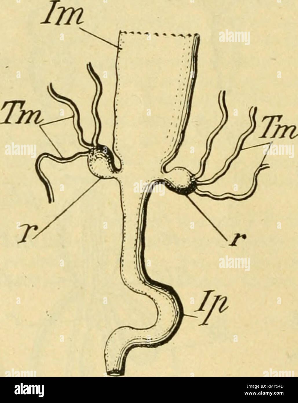 Bissac hi-res stock photography and images - Alamy