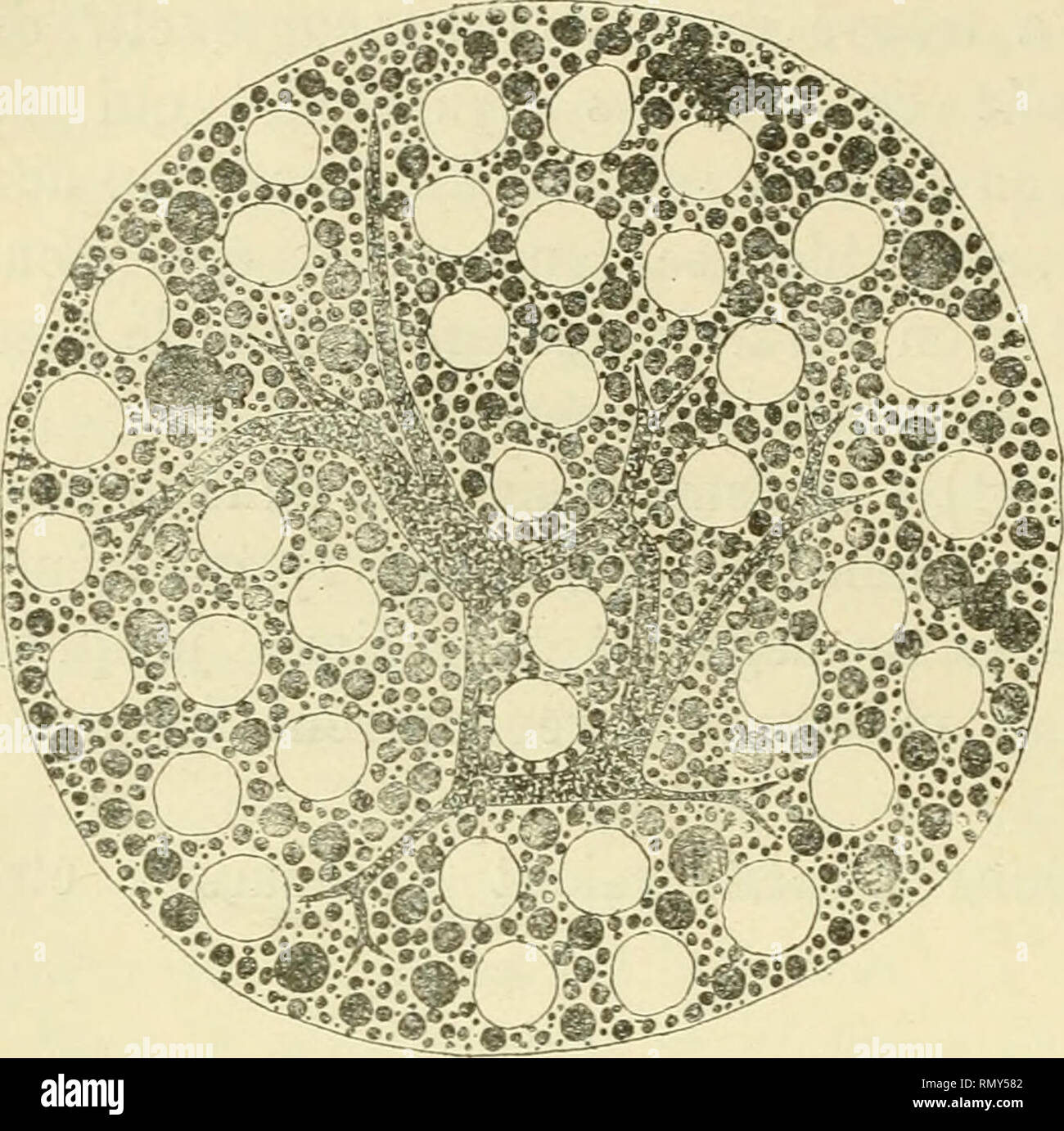 Cellule adipeuse hi-res stock photography and images - Alamy