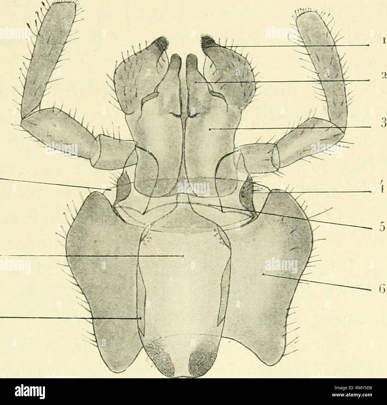 Blatta 1 hi-res stock photography and images - Alamy