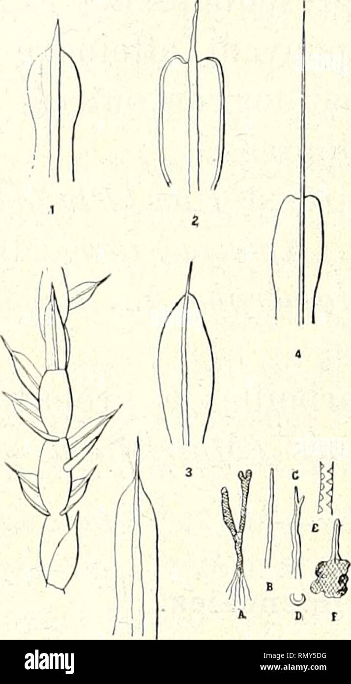 Rhizoides hi-res stock photography and images - Alamy