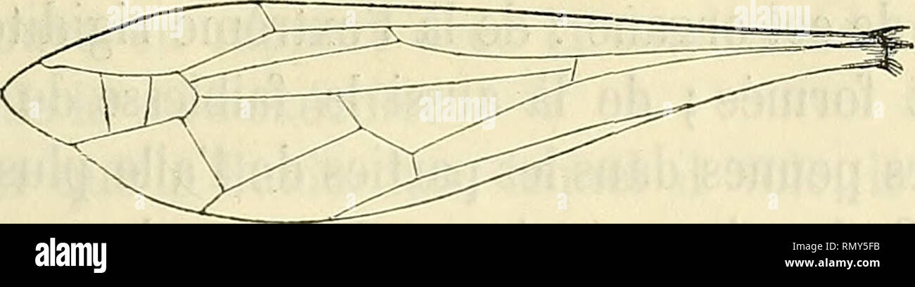 Corps d'insecte hi-res stock photography and images - Alamy