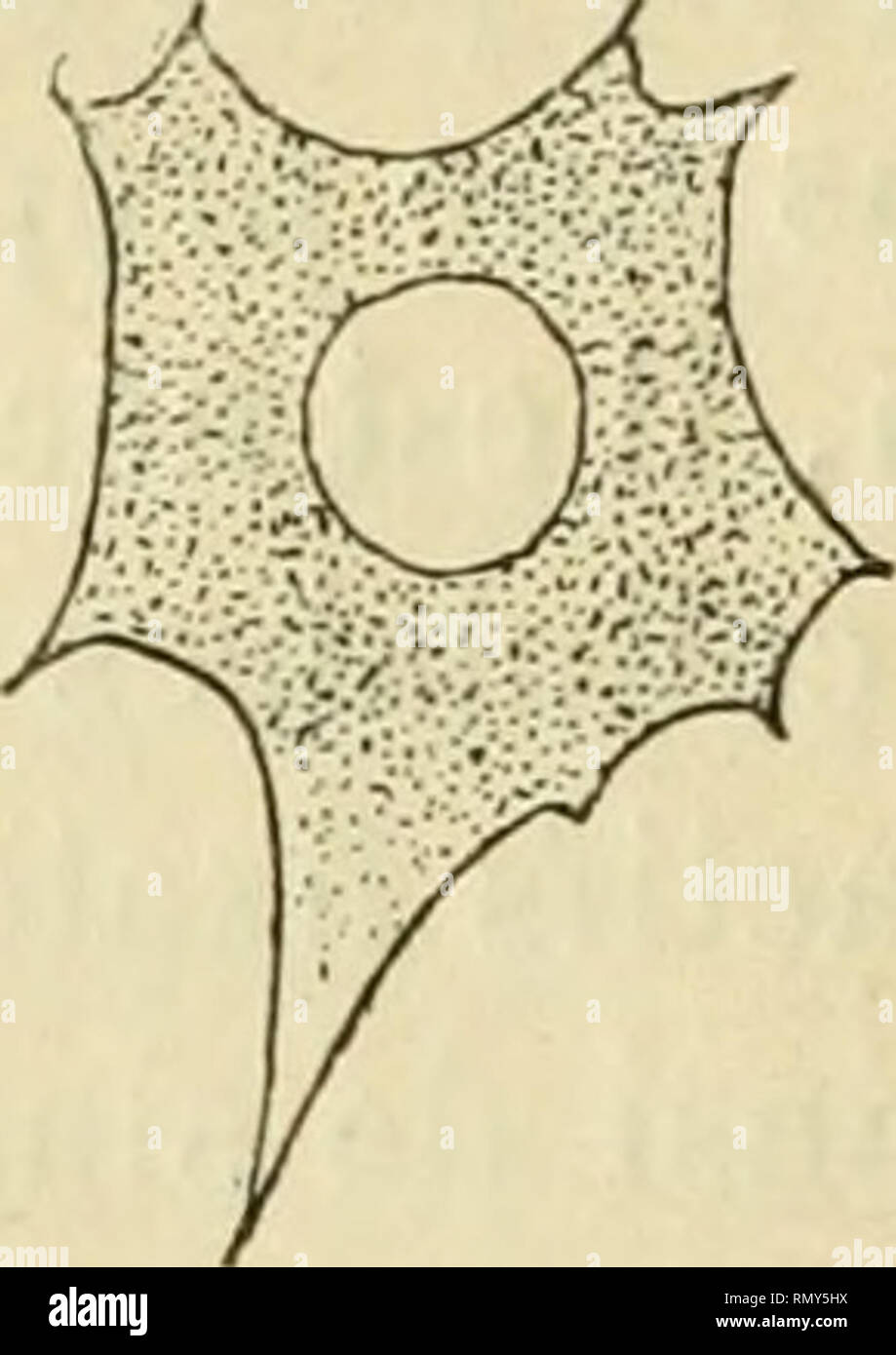 Cuenot hi-res stock photography and images - Alamy