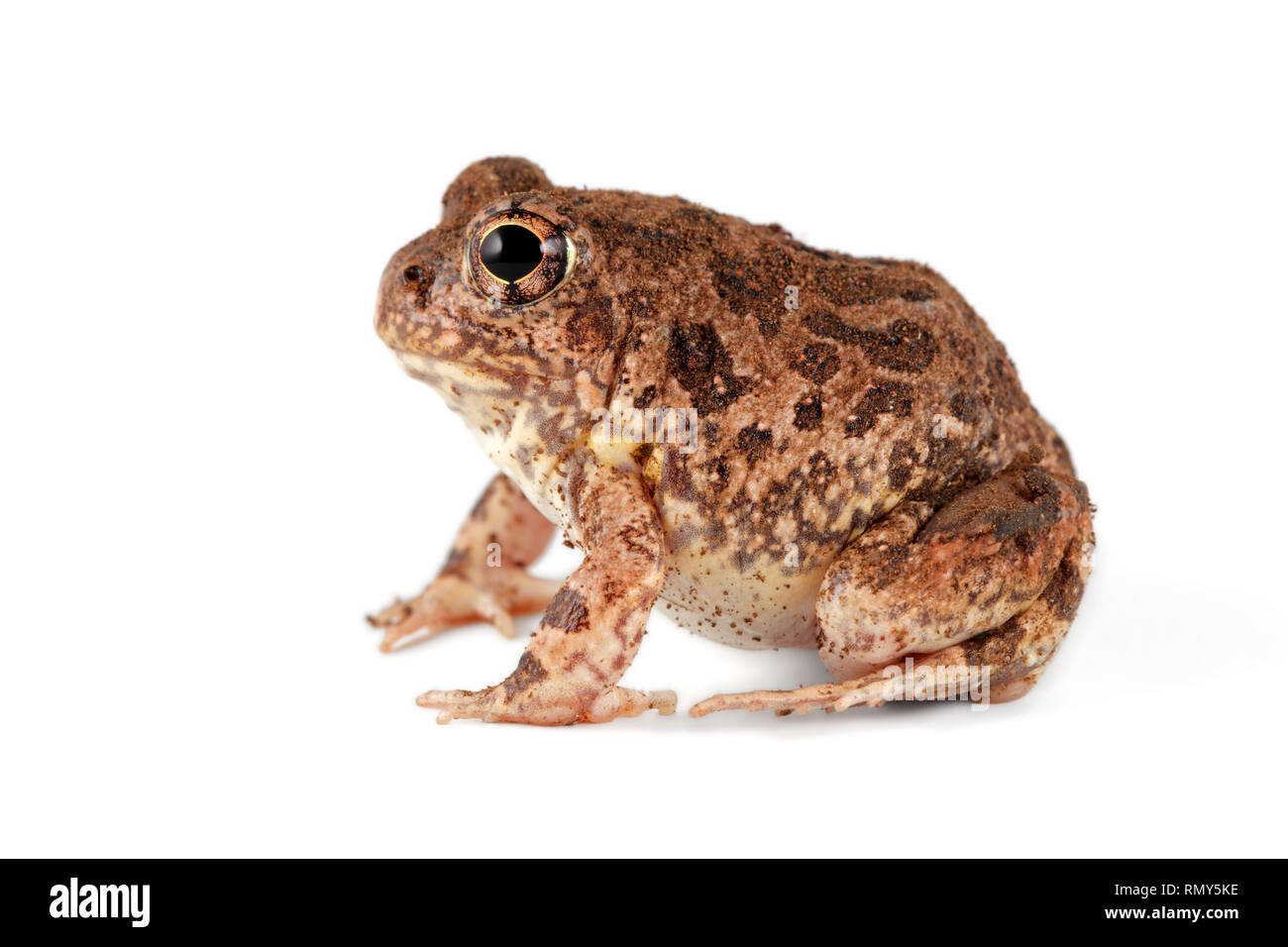 A southern African sand frog (Tomopterna cryptotis) isolated on white ...