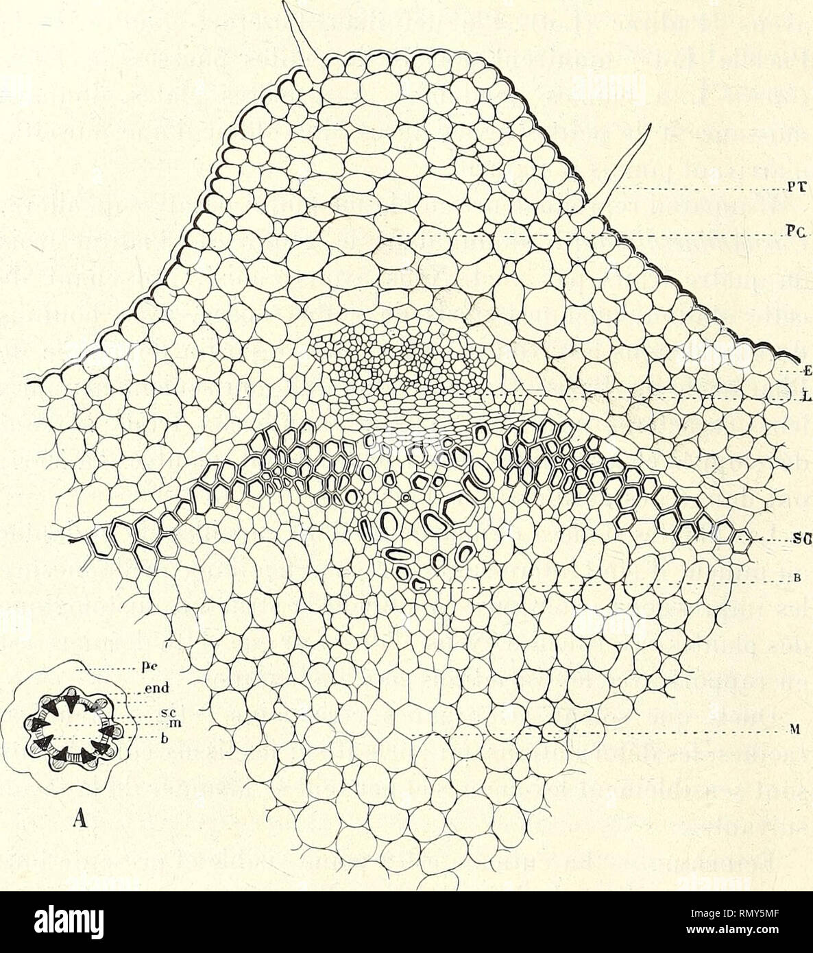 Endoderme hi-res stock photography and images - Alamy