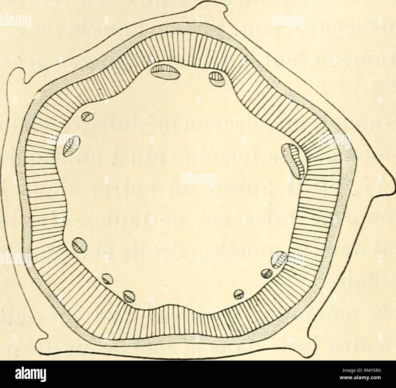 Tige ligneuse hi-res stock photography and images - Alamy