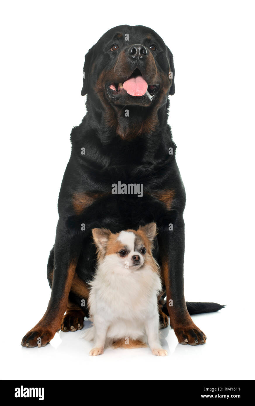 Male rottweiler hi-res stock photography and images - Alamy