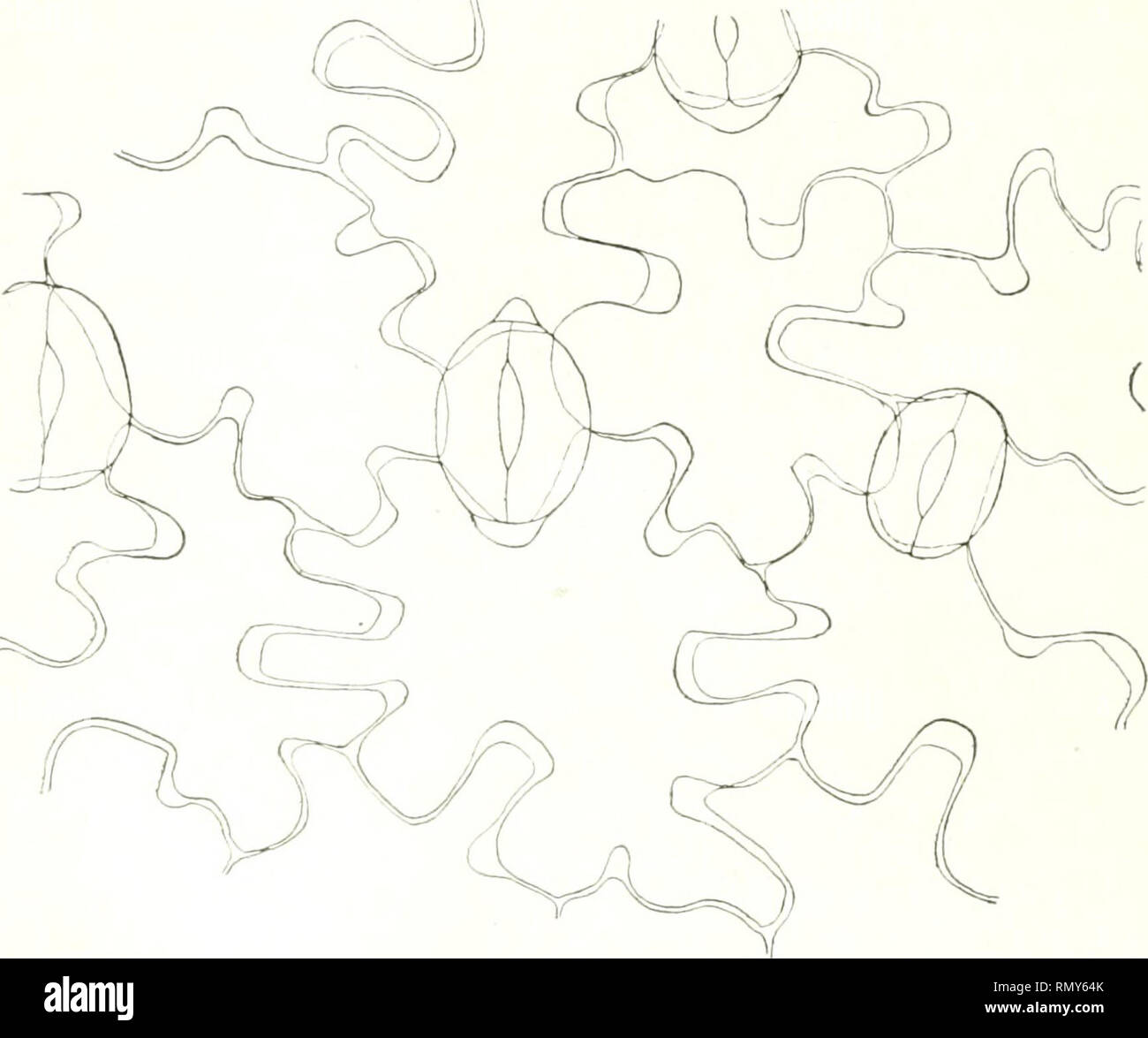 Feuille circulaire hi-res stock photography and images - Alamy
