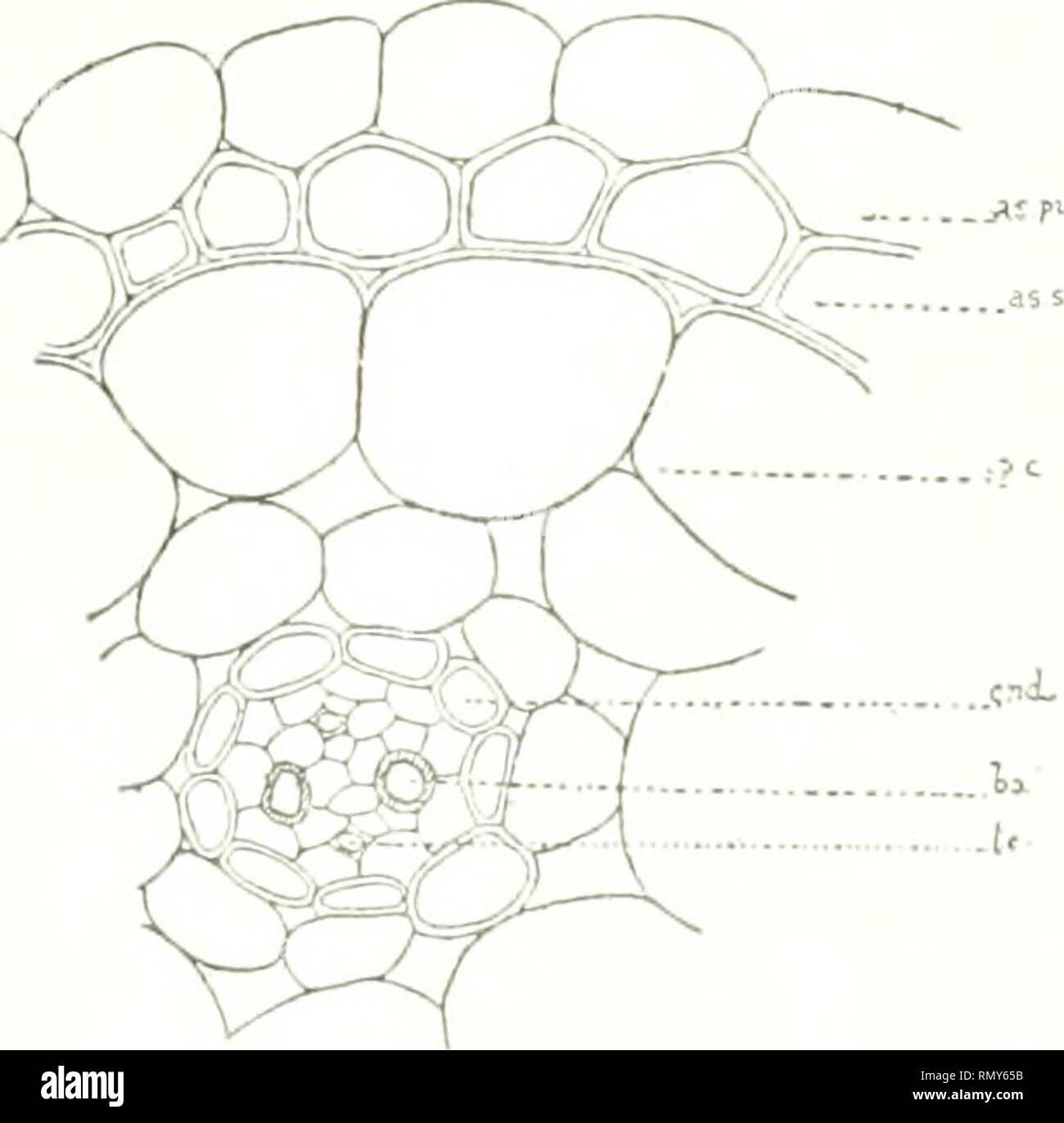 Tige ligneuse hi-res stock photography and images - Alamy