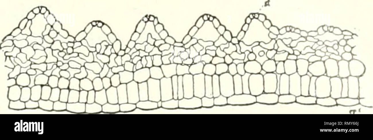 Anatomie de la feuille hi-res stock photography and images - Alamy