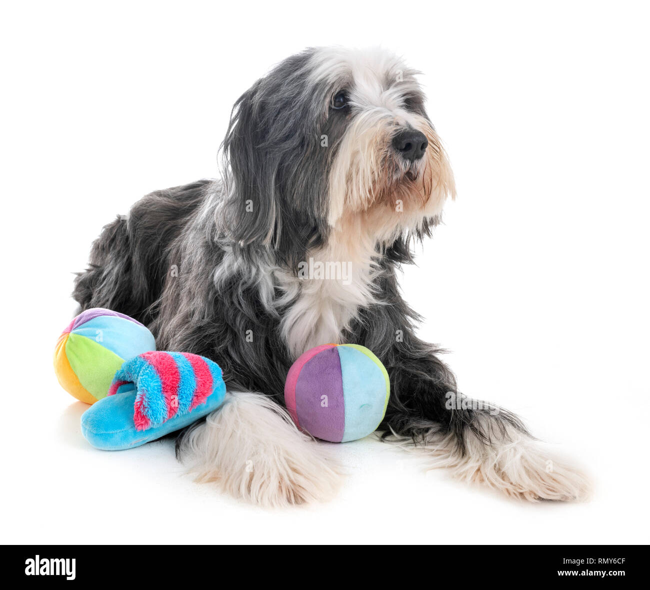 bearded collie in front of white background Stock Photo - Alamy