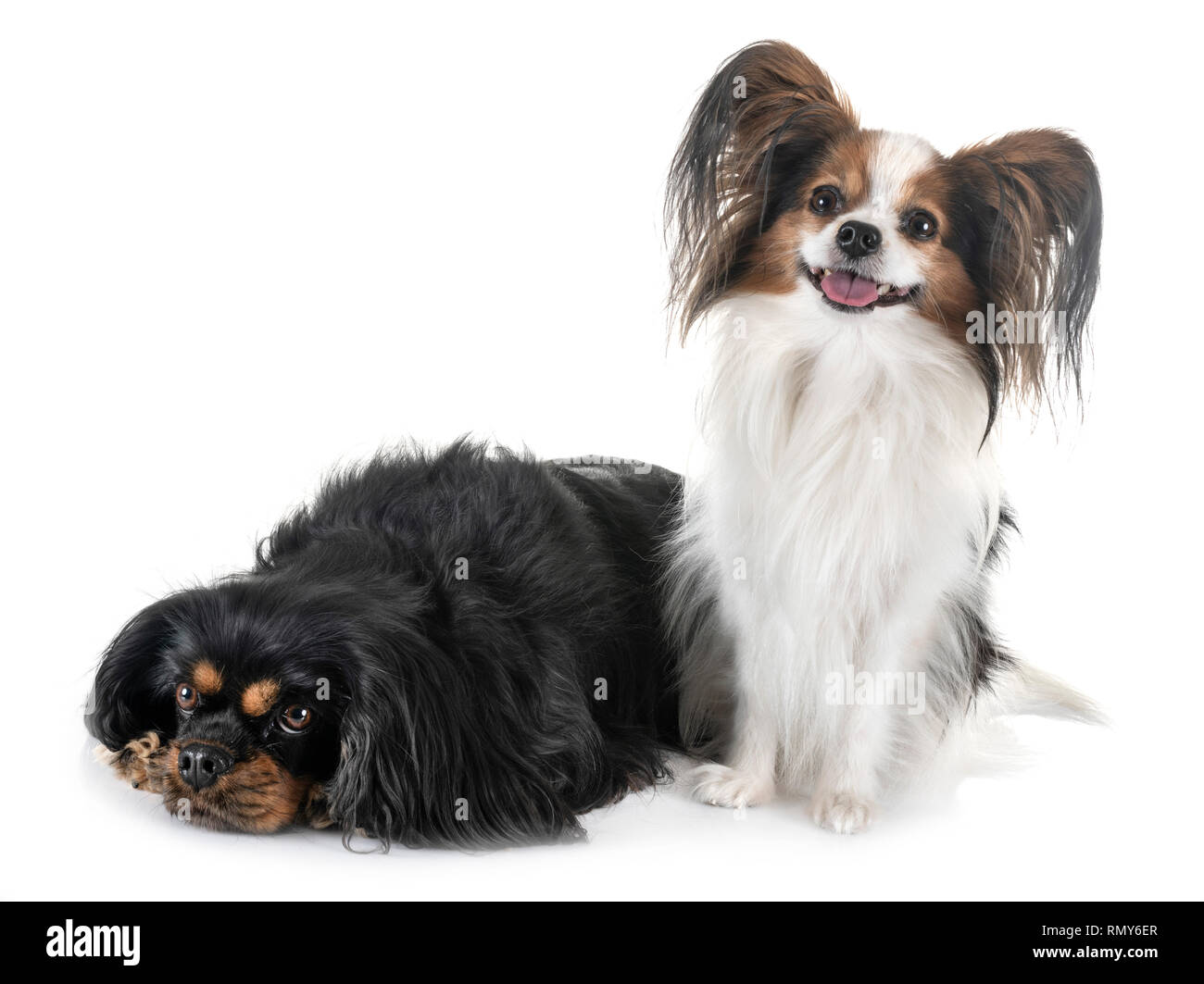 cavalier king charles and papillon in front of white background Stock ...