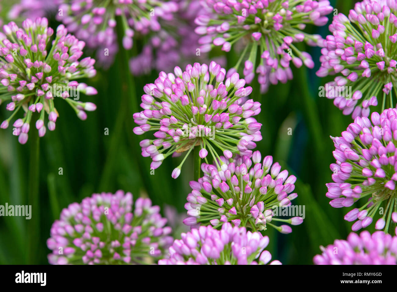 Allium (Millenium) in full flower Stock Photo - Alamy