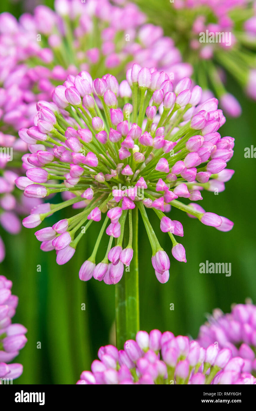 Allium millenium hi-res stock photography and images - Alamy