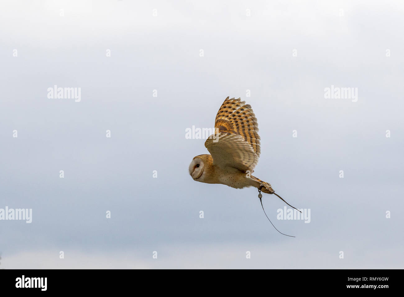Owl in flight front view hi-res stock photography and images - Alamy