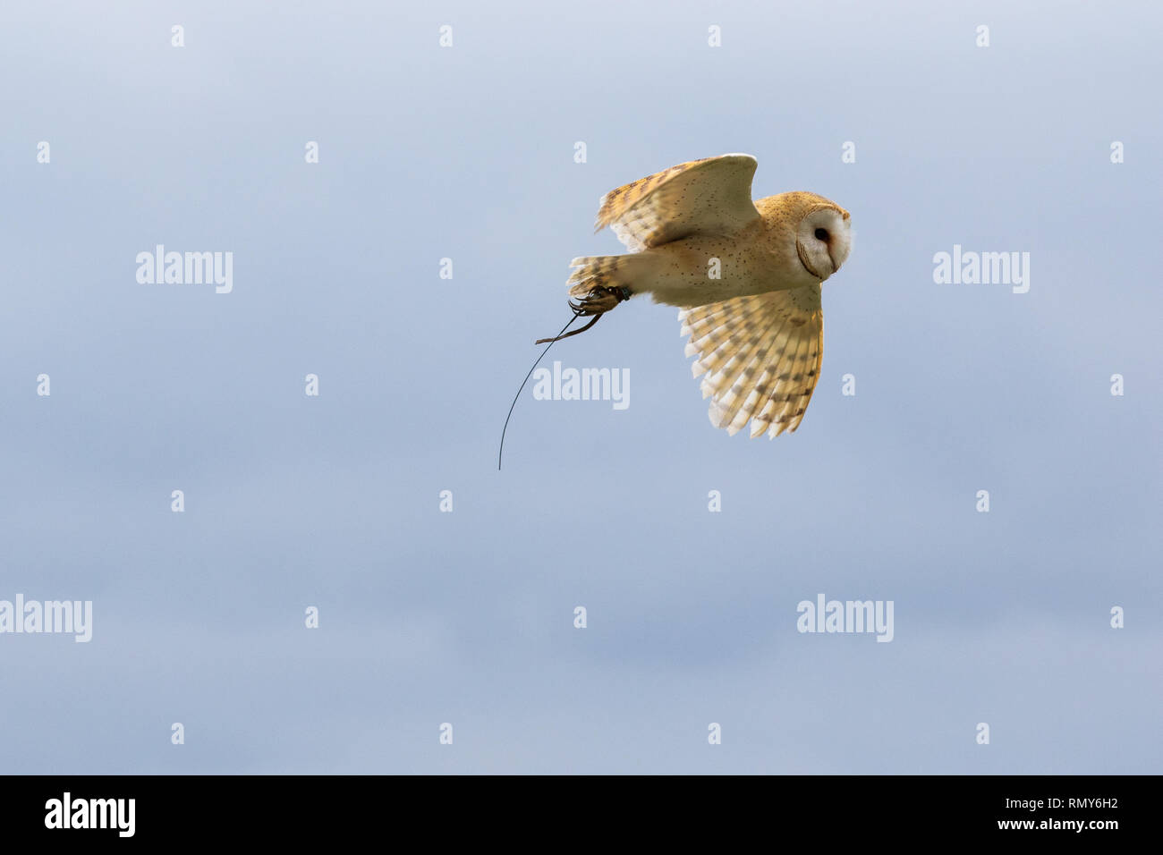 Owl in flight front view hi-res stock photography and images - Alamy