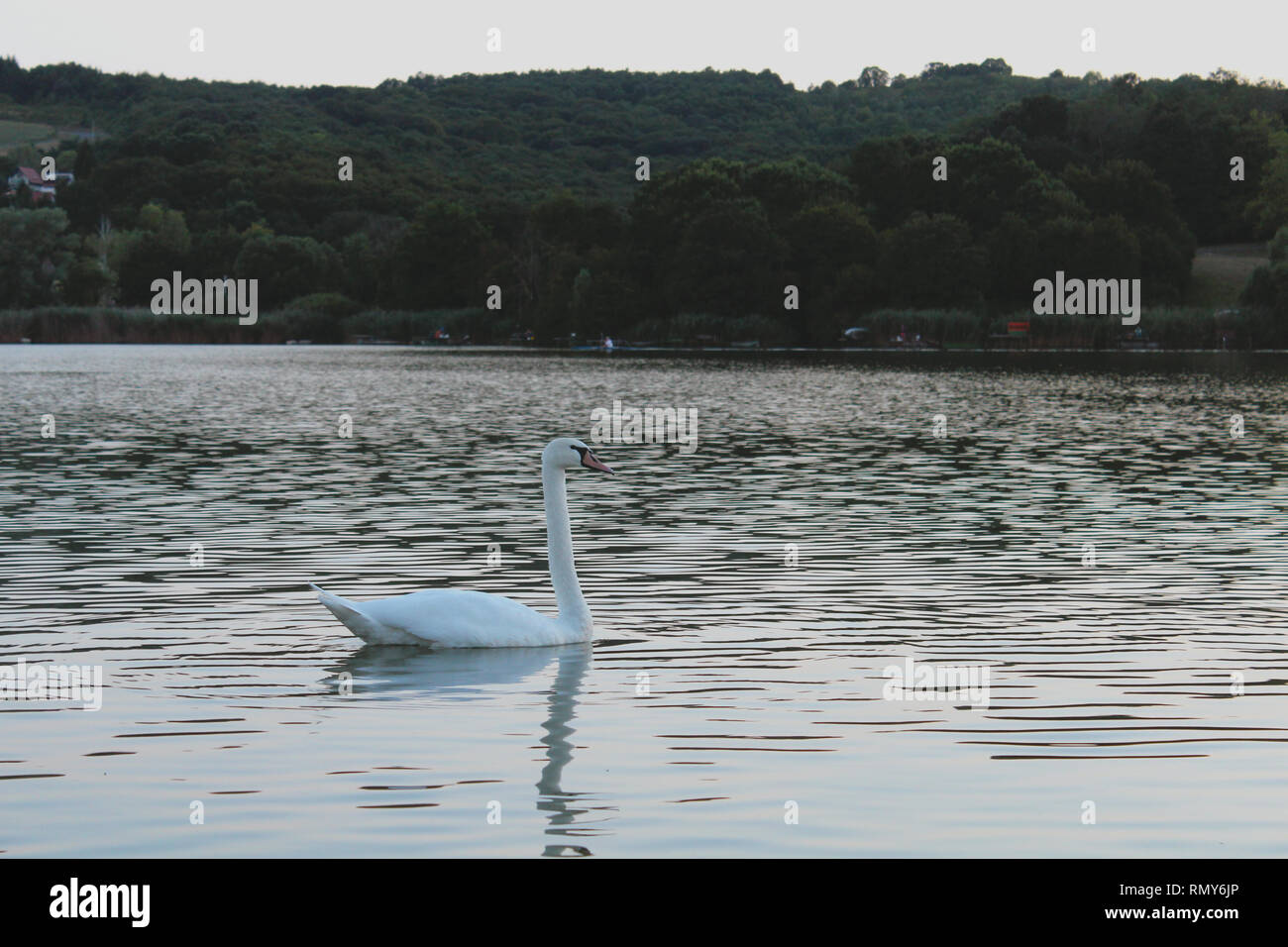 Beautiful adorable hi-res stock photography and images - Alamy