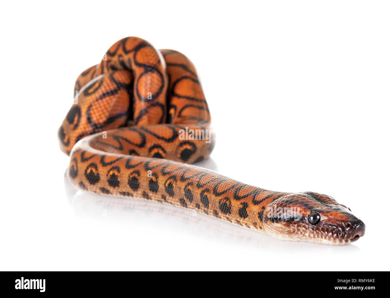 Rainbow boa in front of white background Stock Photo - Alamy