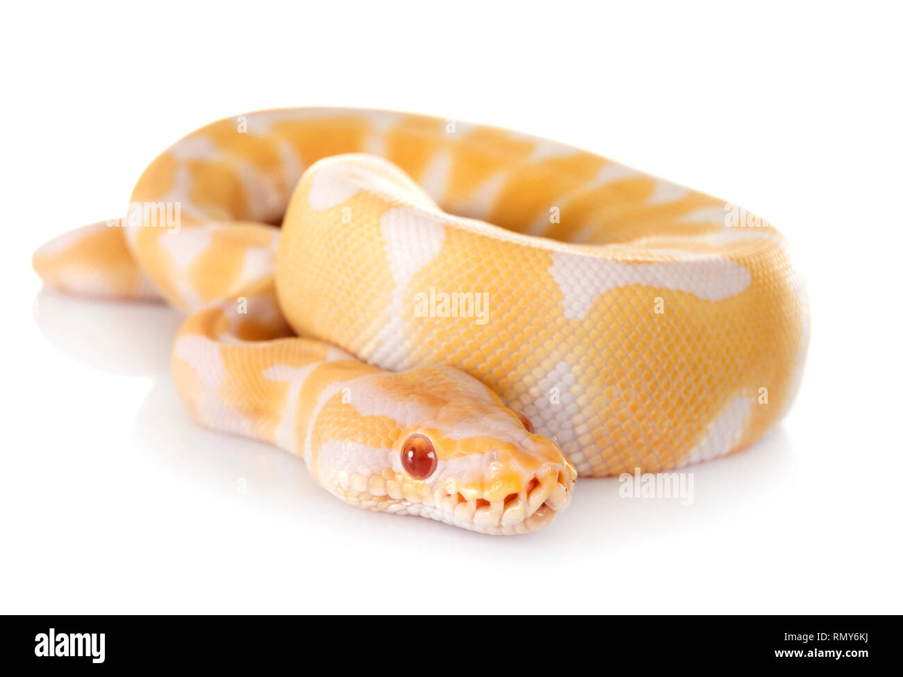 royal python in front of white background Stock Photo - Alamy