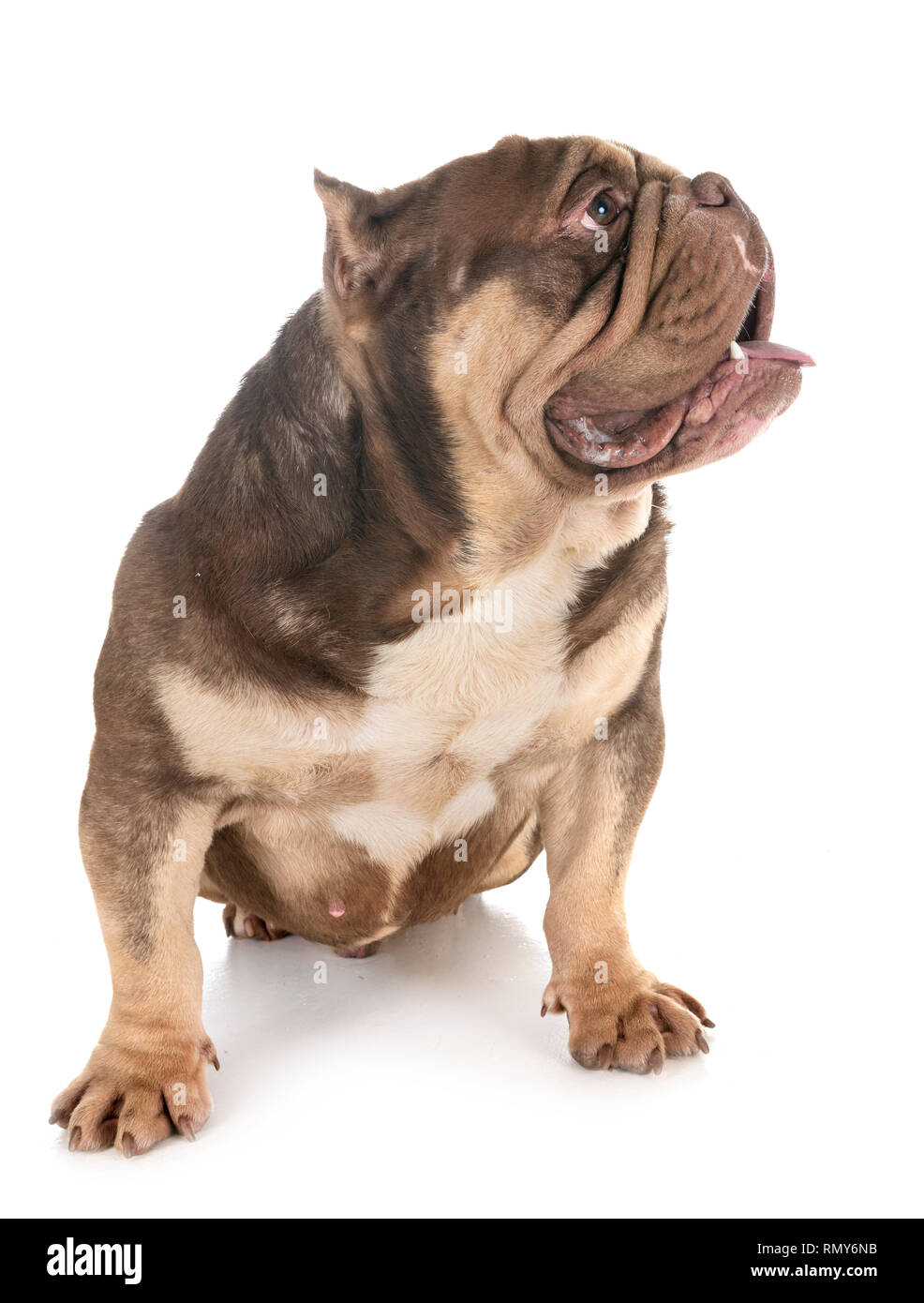 american bully in front of white background Stock Photo - Alamy