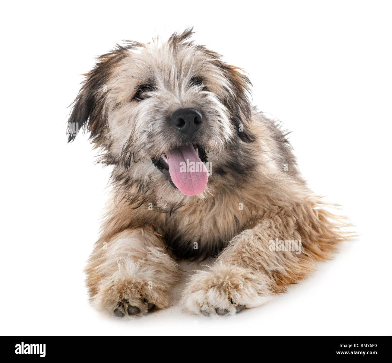 puppy pyrenean shepherd in front of white background Stock Photo - Alamy