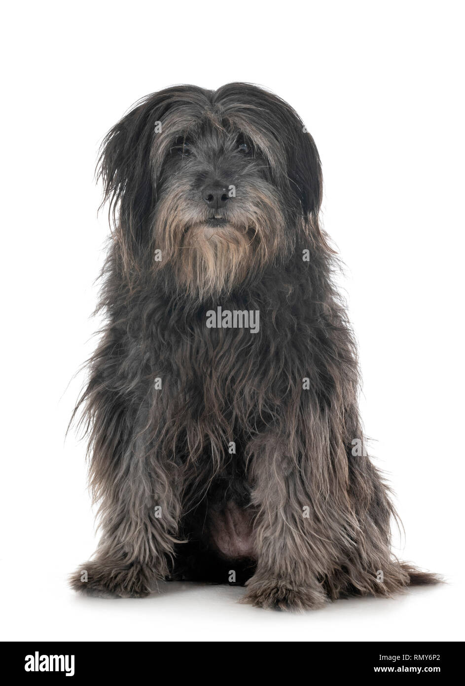adult pyrenean shepherd in front of white background Stock Photo - Alamy