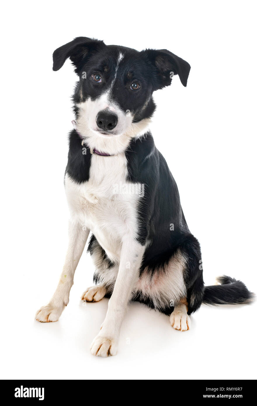 border collie in front of white background Stock Photo - Alamy