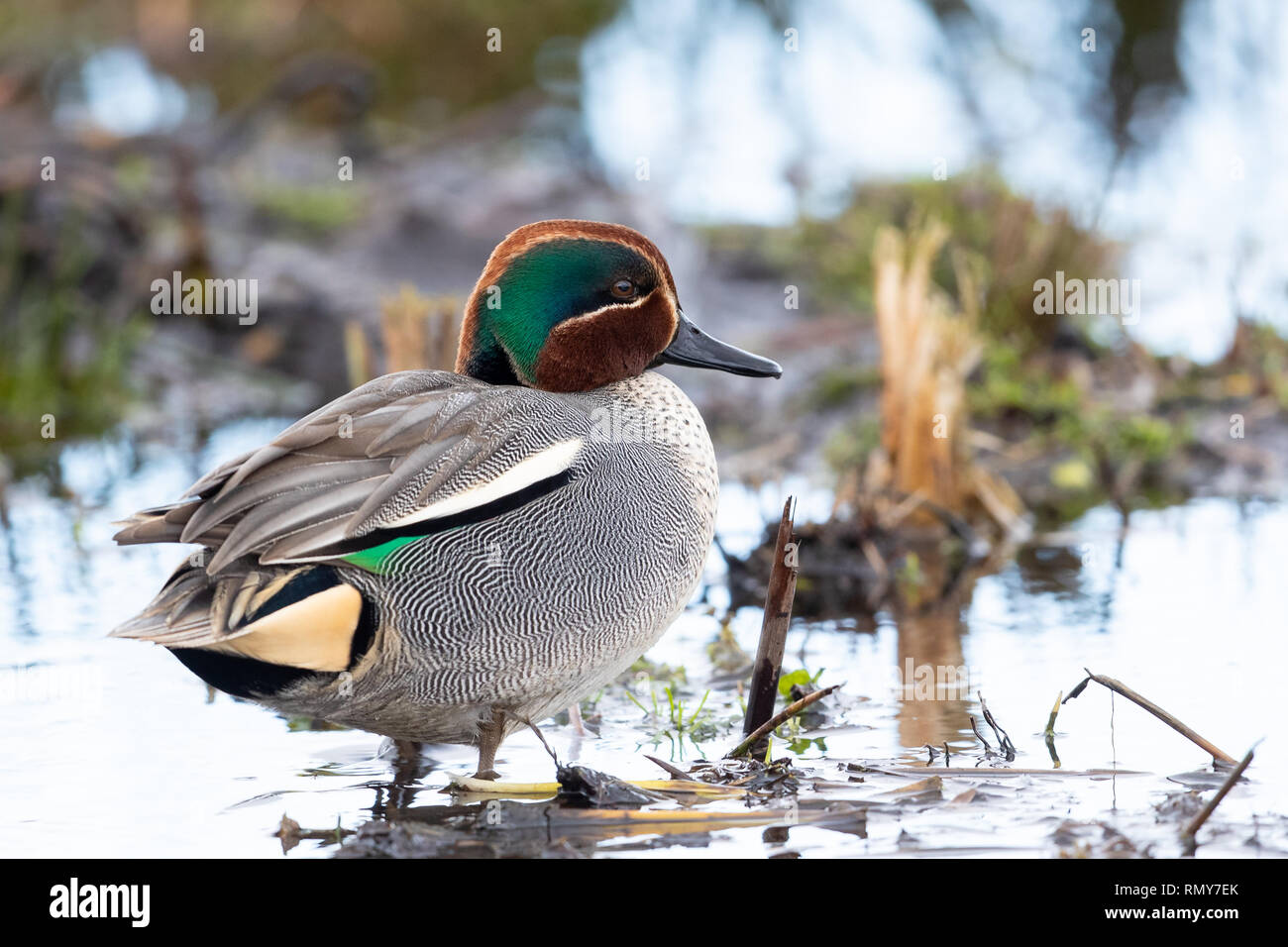 Greylake hi-res stock photography and images - Alamy