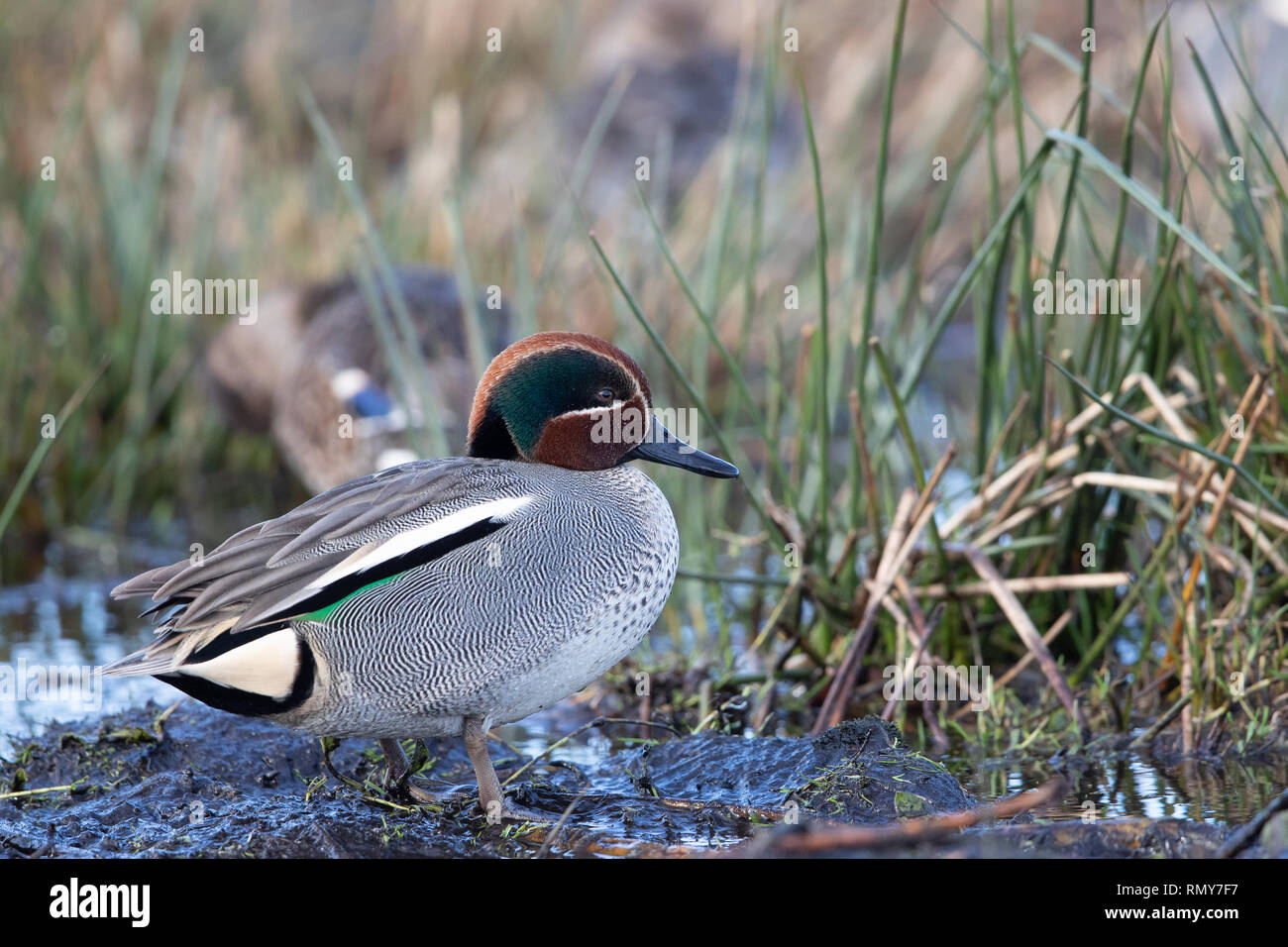 Teal at RSPB Greylake, Somerset Stock Photo - Alamy