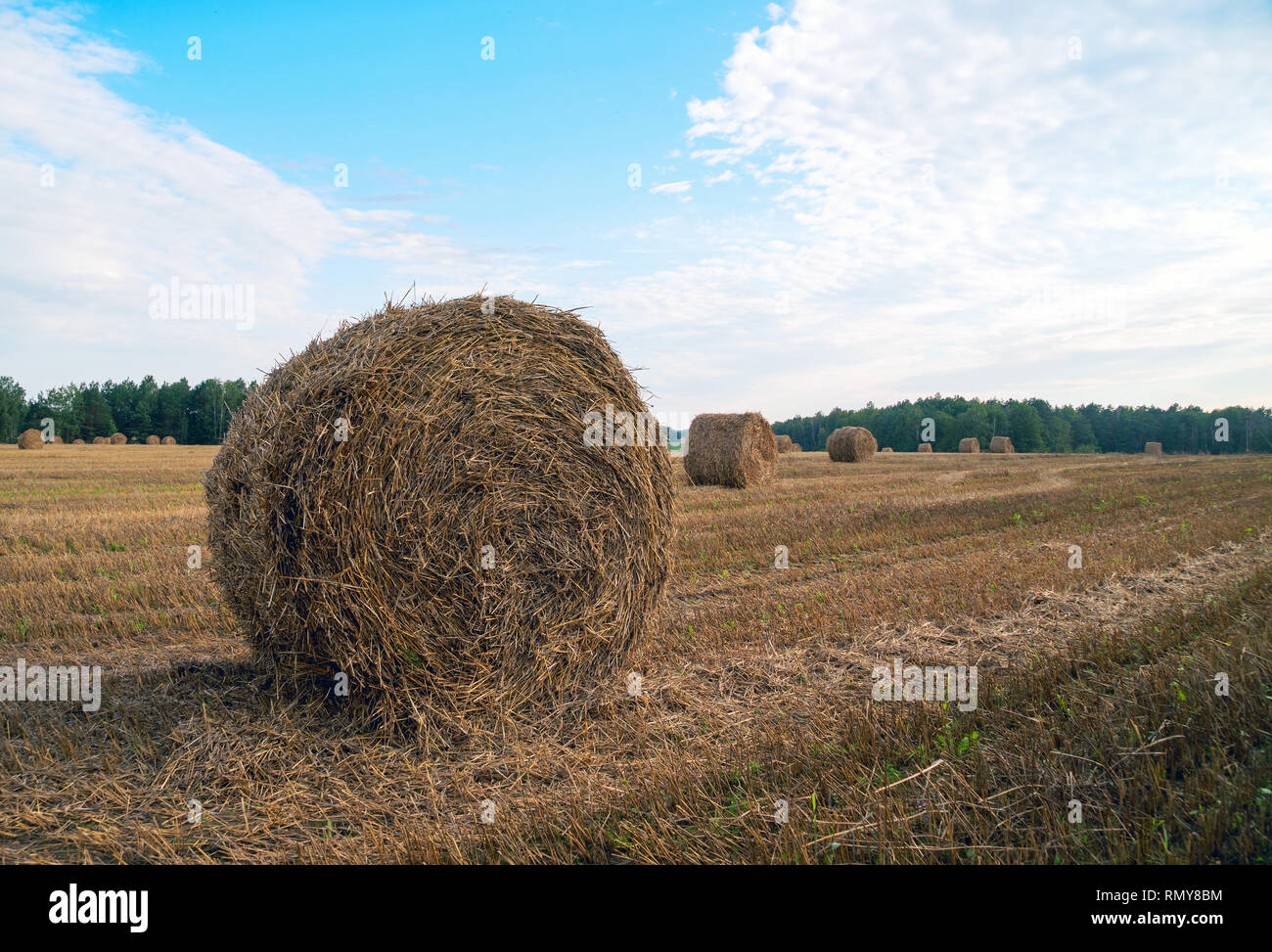Hay plant hi-res stock photography and images - Alamy