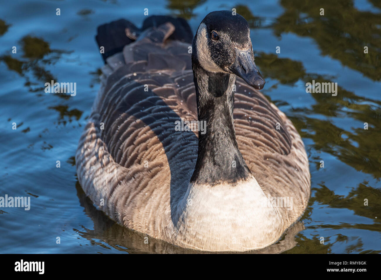 Nuisance goose hi-res stock photography and images - Alamy