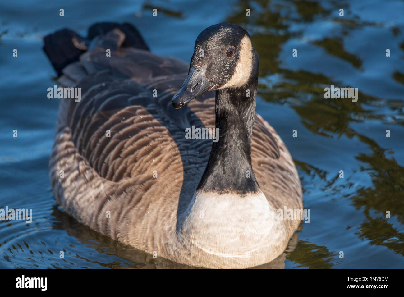 Nuisance Goose High Resolution Stock Photography and Images - Alamy