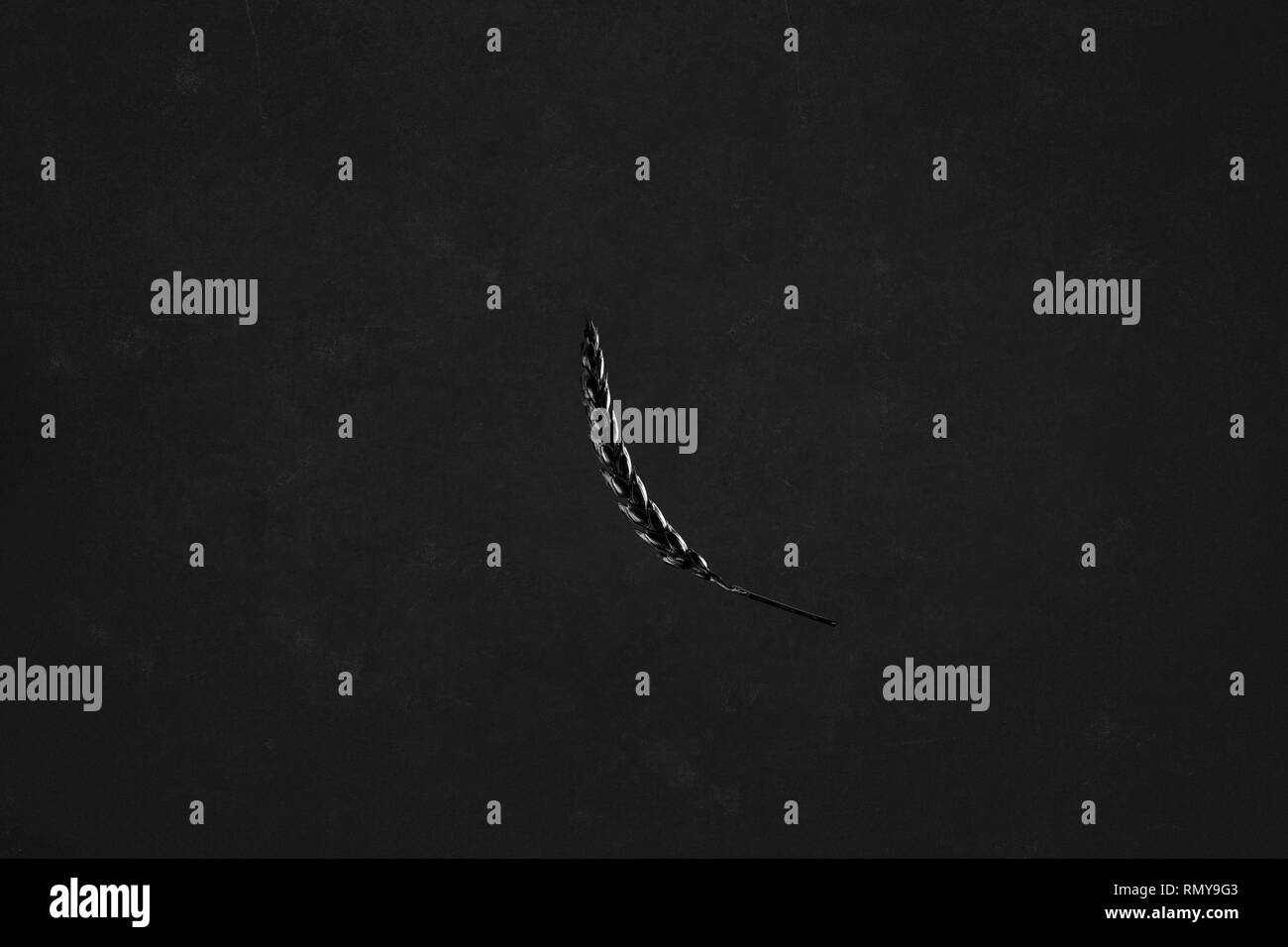 Rye raw Black and White Stock Photos & Images - Alamy