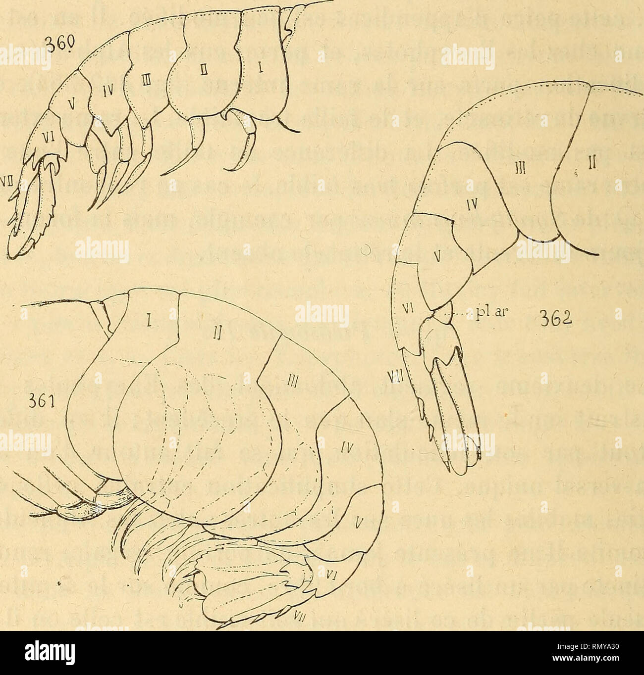 . Annales des sciences naturelles. Zoology; Biology. 294 H. COUTIERE ...